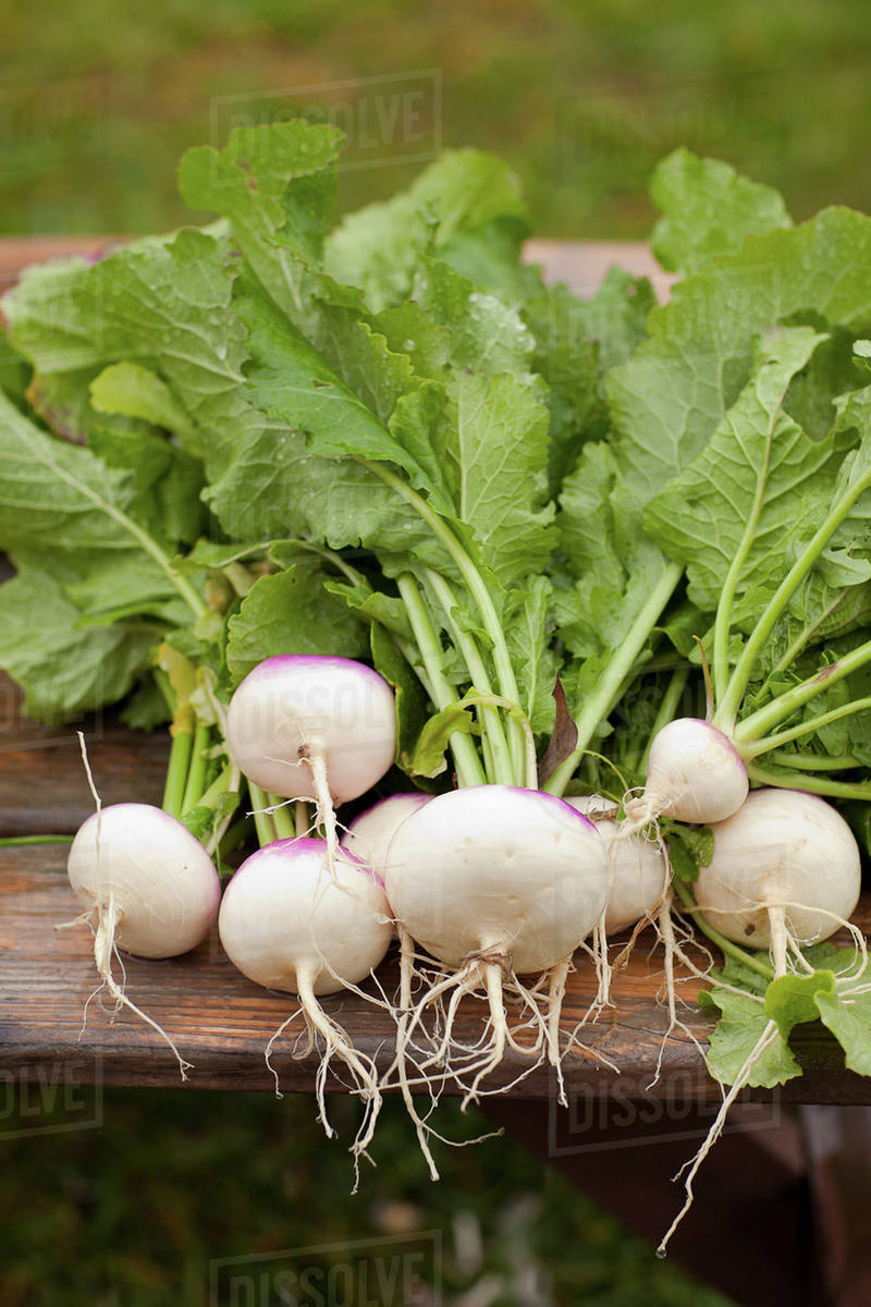 Close up of fresh turnips - Stock Photo - Dissolve