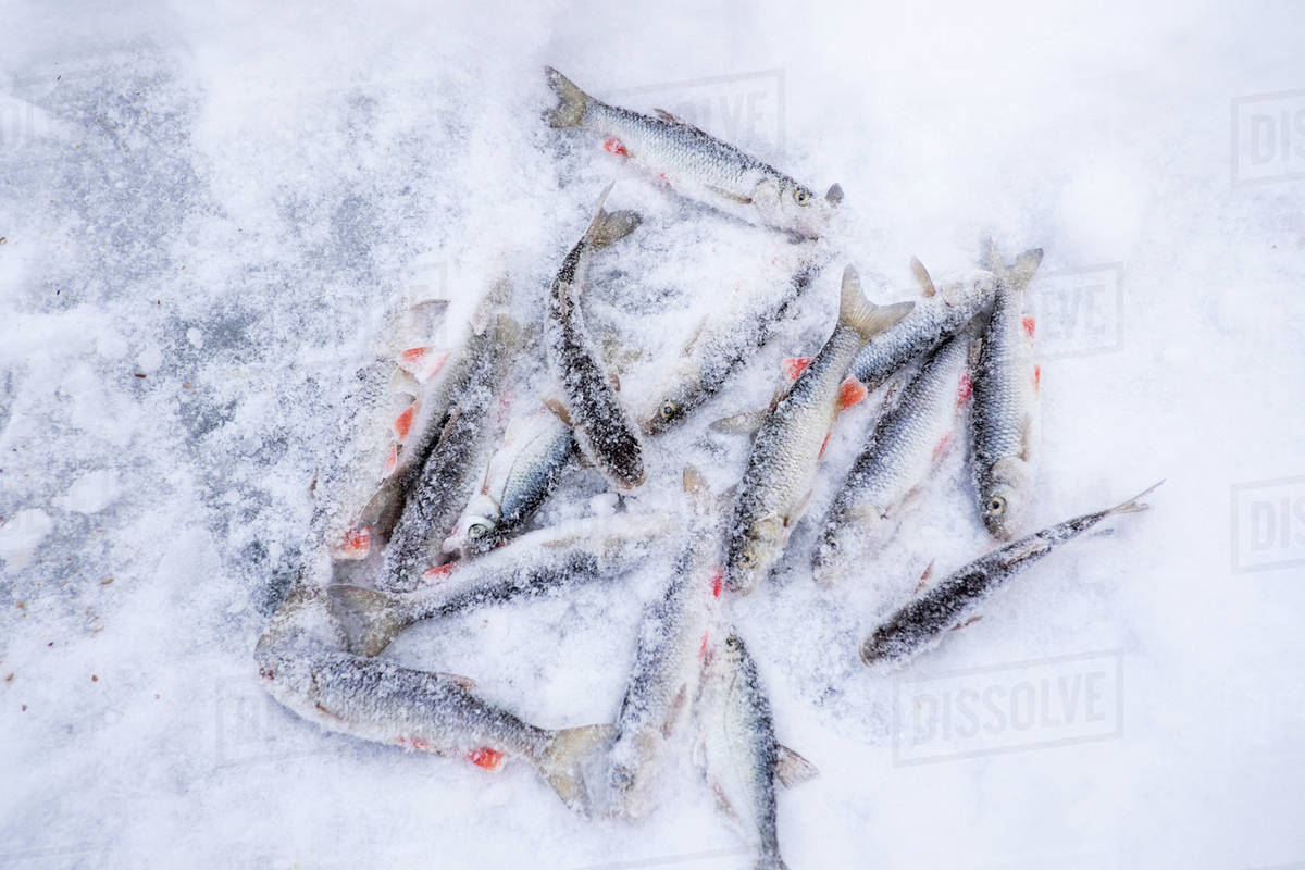 High angle view of fresh fish on snow - Royalty-free Stock Photo | Dissolve