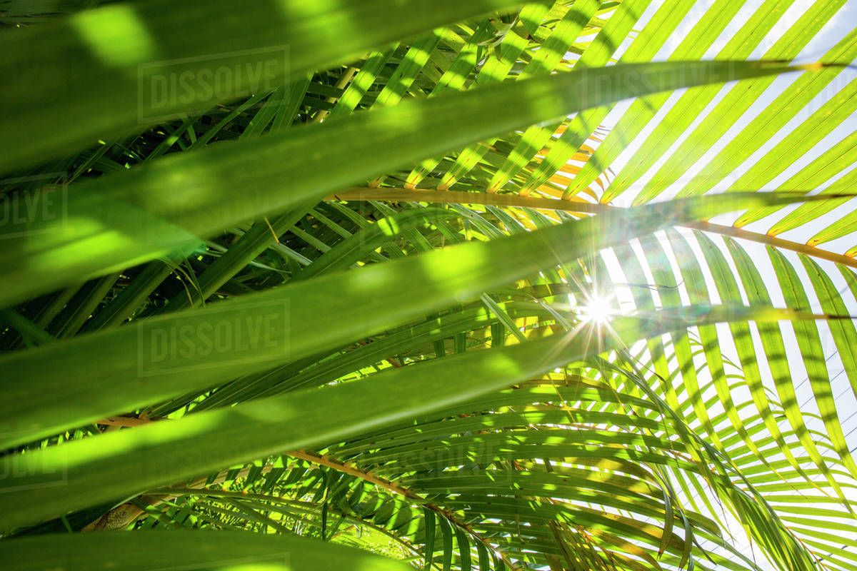 Low angle view of sun shining through palm fronds - Royalty-free Stock ...