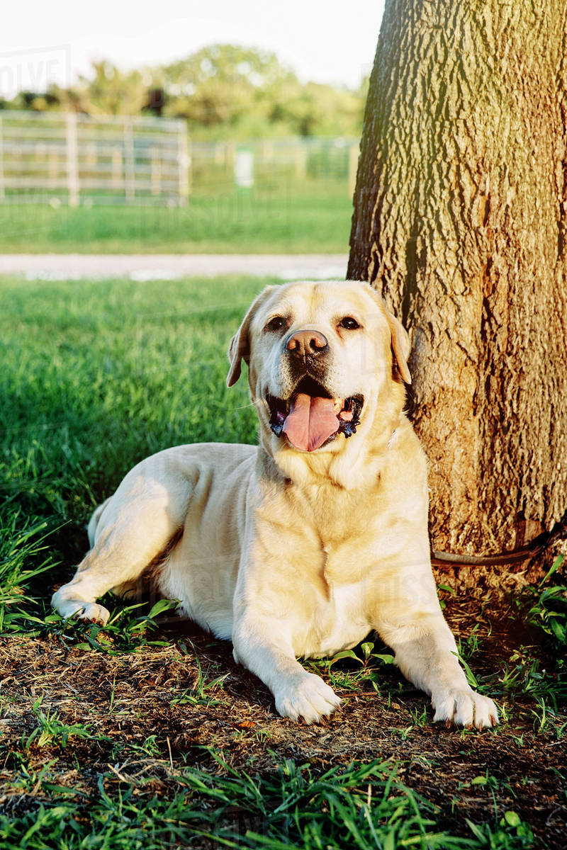 Panting dog sitting under tree - Royalty-free Stock Photo | Dissolve
