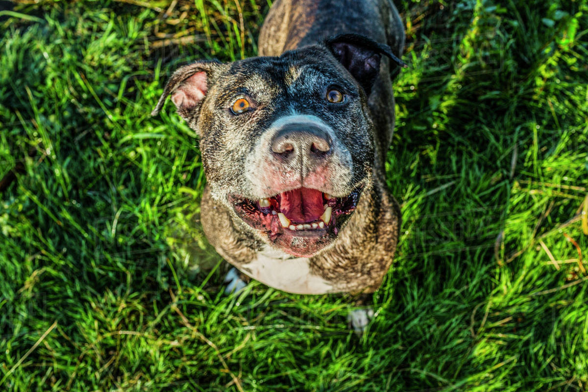 High angle view of dog standing in grass - Stock Photo - Dissolve