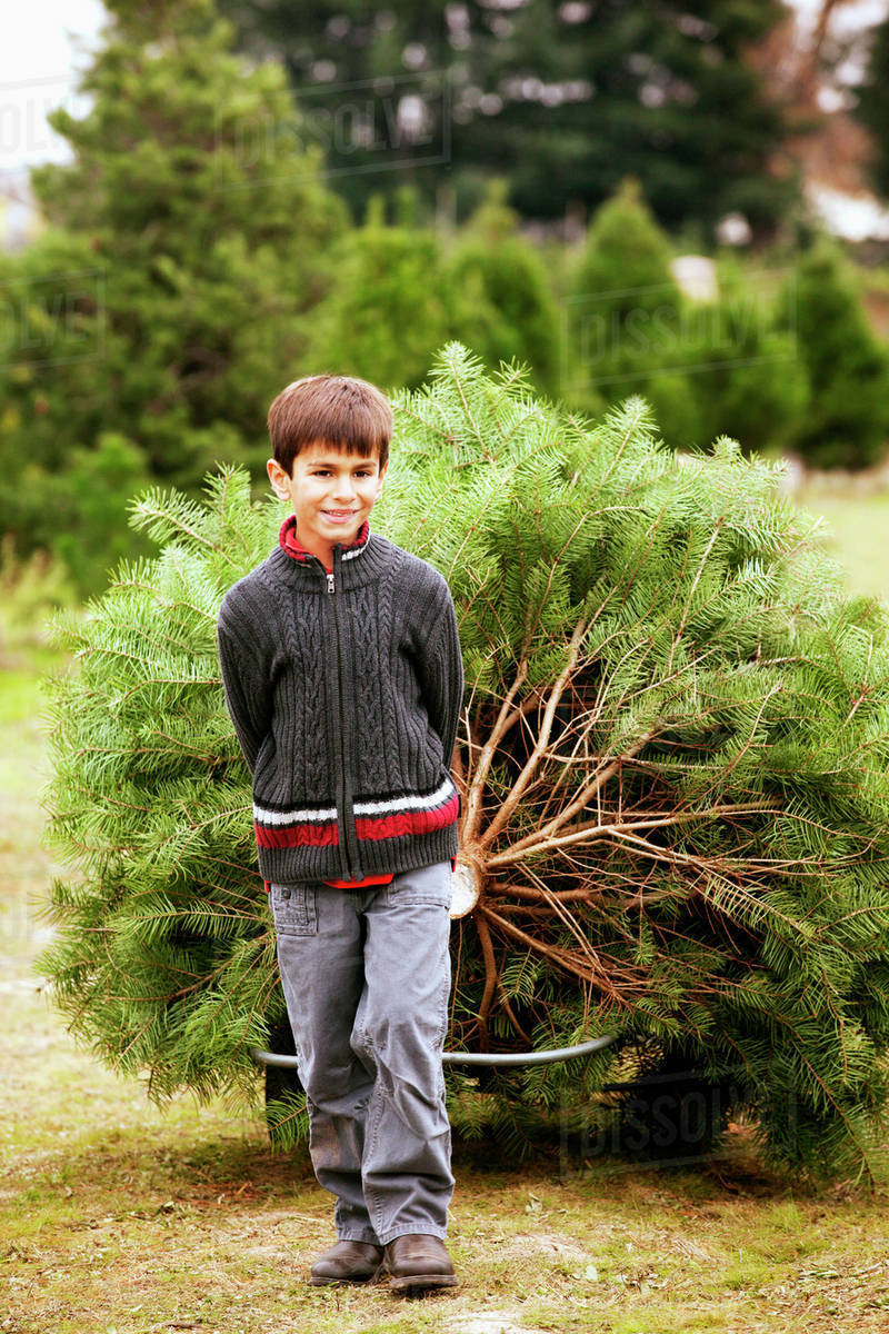 Mixed race boy pulling tree behind him - Stock Photo - Dissolve