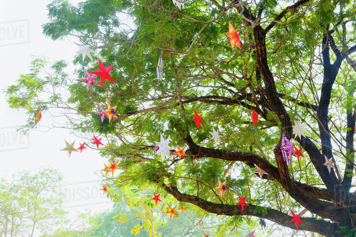 Decorative Stars in a Tree - Royalty-free Stock Photo | Dissolve