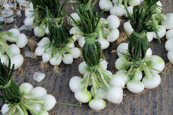 Onion Bundles - Stock Photo - Dissolve