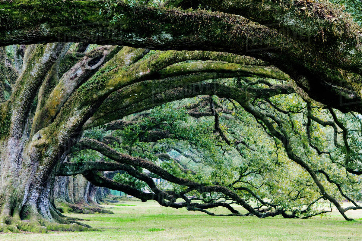 Old Growth Trees - Stock Photo - Dissolve