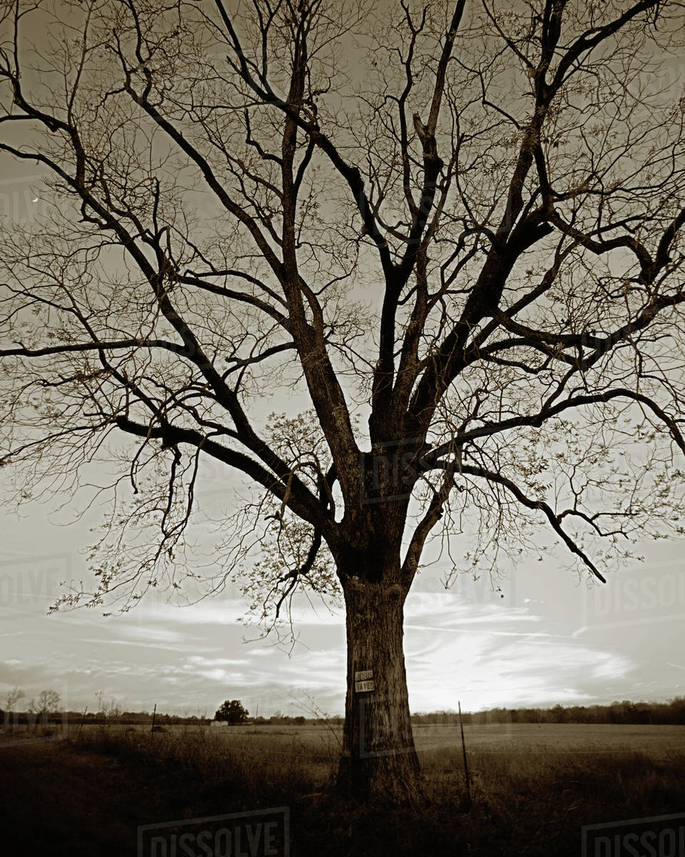 Old Tree by Field - Royalty-free Stock Photo | Dissolve