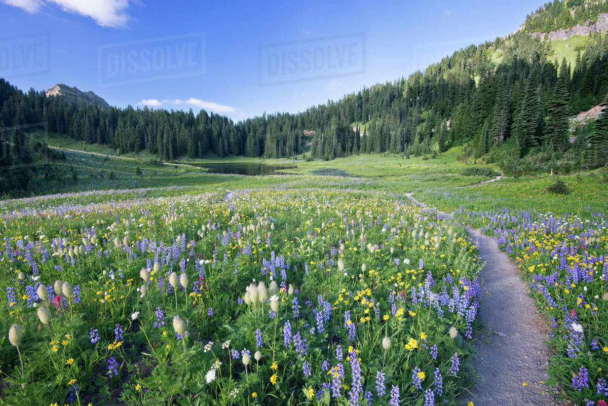 Path among wildflowers in valley meadow - Royalty-free Stock Photo ...