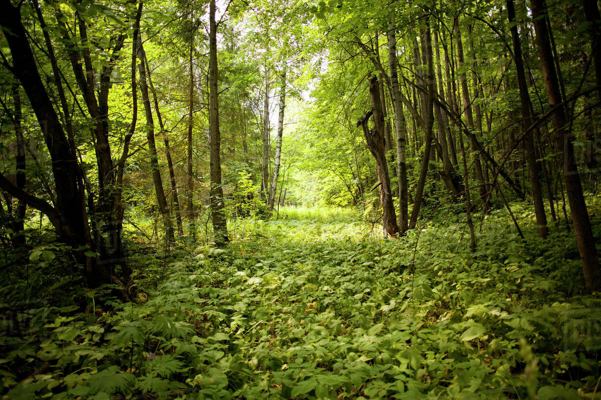 Green forest floor in rural landscape - Royalty-free Stock Photo | Dissolve