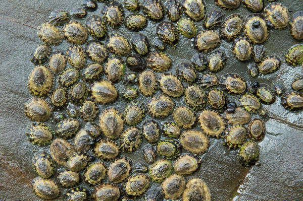 Clams stuck to rock on beach - Royalty-free Stock Photo | Dissolve