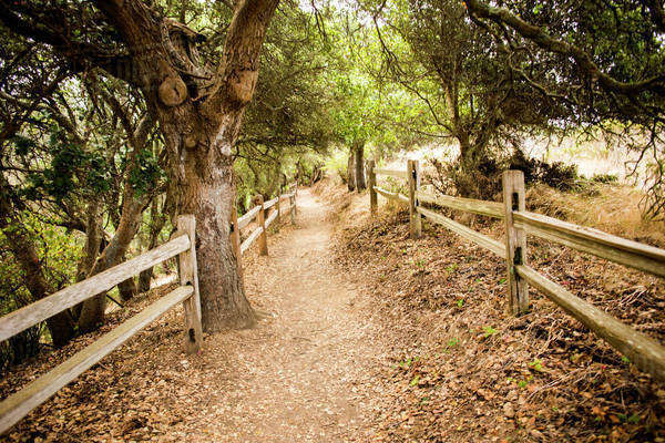 Dirt path through park - Royalty-free Stock Photo | Dissolve