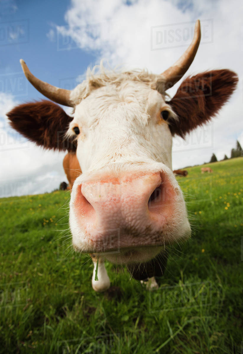 Close up of cow in field - Royalty-free Stock Photo | Dissolve