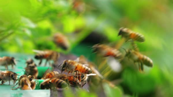 Slow motion Close up of swarm of honey bee flying crawling in and out ...