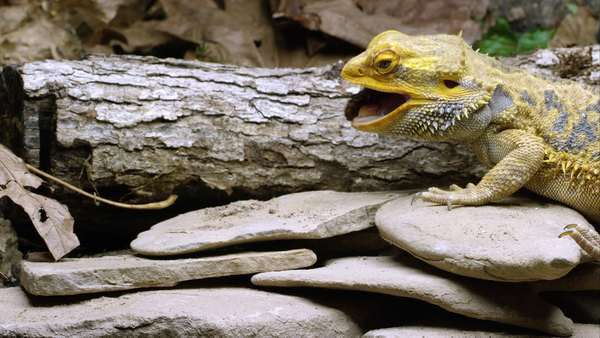 Yellow Bearded Dragon lizard eating a bug - 4K Royalty-free Stock Video ...