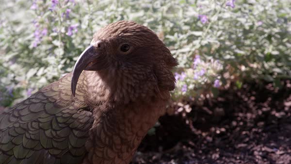 Close view of Kea on the ground as it walks away. - Stock Video Footage ...