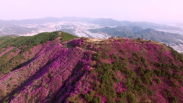 Cheonjusan Mountain Jindallae Azalea Flower Blooming , Changwon ...
