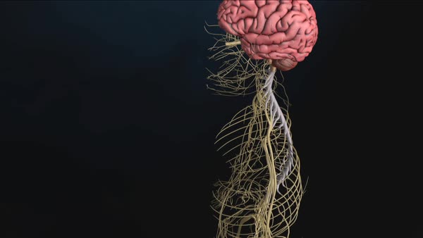 Pull out from a human brain to reveal the entire nervous system ...