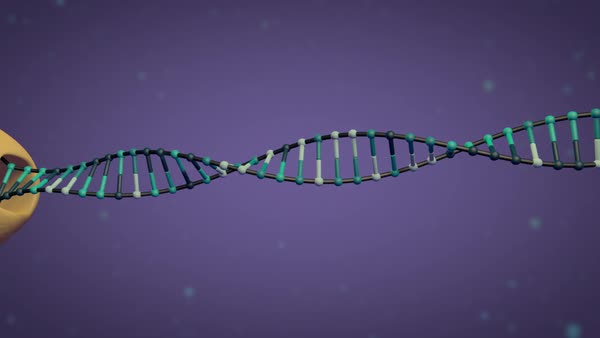 Gene transcription and translation, from DNA to RNA and the resulting ...