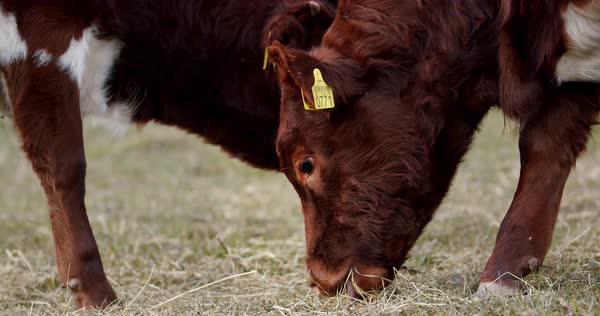 Cow calf eating hay on the field - 4K Royalty-free Stock Video Footage ...