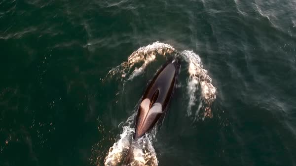 Aerial Drone Shot of Killer Whale Orca From Above Coming up for Air ...