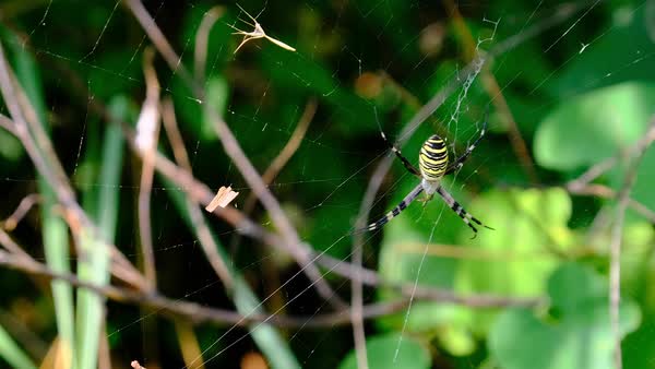 Spider close-up on a web against a background of green nature, zooming ...