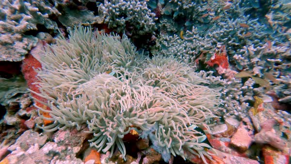 Clown Fishes at Coral Reef Swimming in Sea Anemones in Blue Water of ...