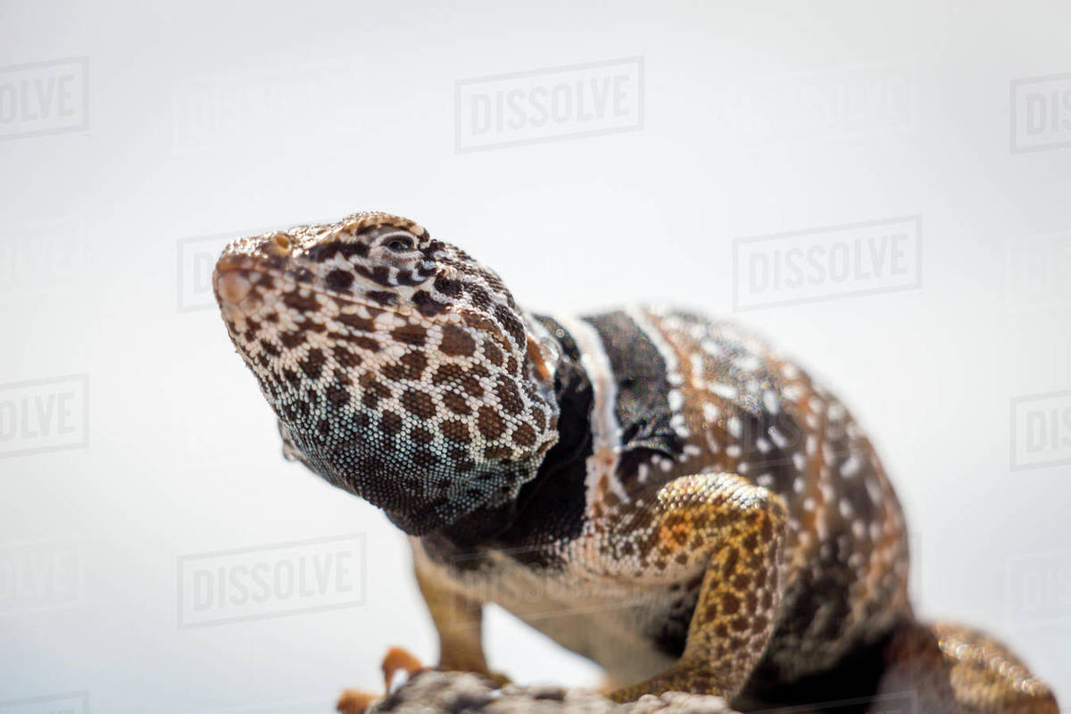 Close Up of Common Collared Lizard Standing on a Rock - Royalty-free ...