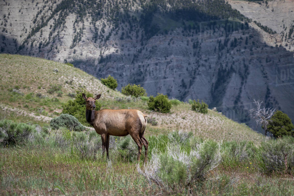 Elk Standing on Edge of Cliff at Yellowstone National Park - Royalty ...