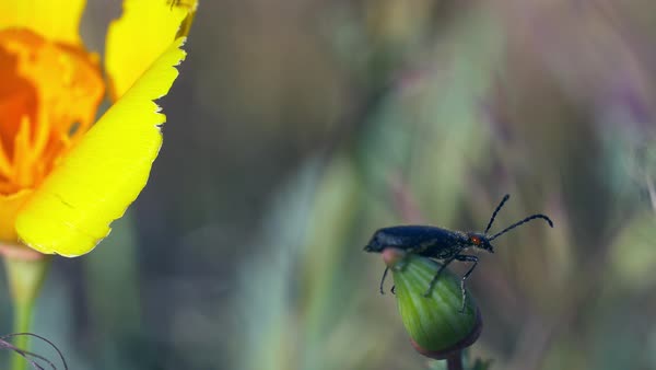 Beetle on poppy - Stock Video Footage - Dissolve