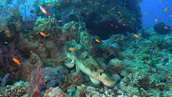 Mating fish, mating fight - underwater shot, Red Sea, Shaab Rumi ...