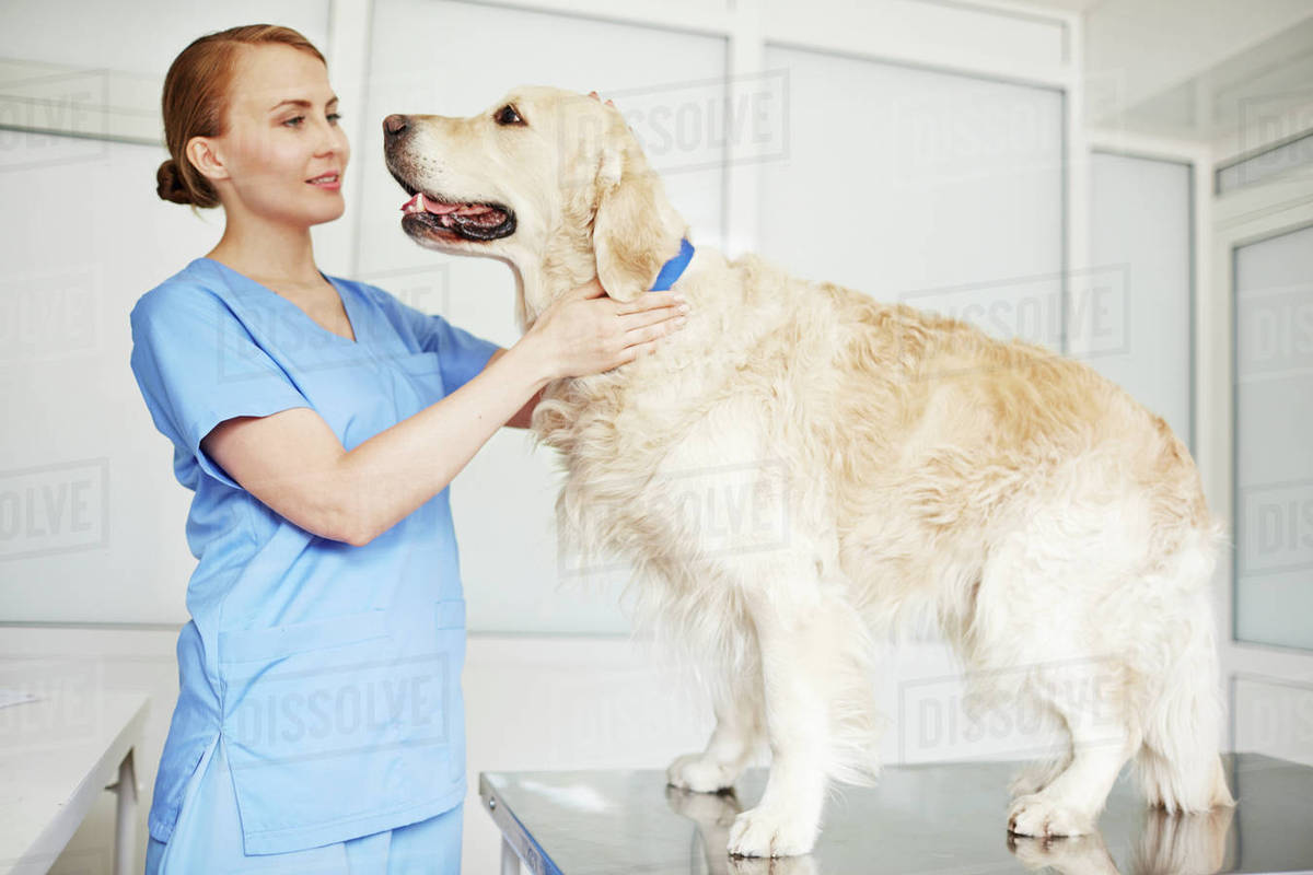 Dog standing on vet table in front of veterinarian - Royalty-free Stock ...