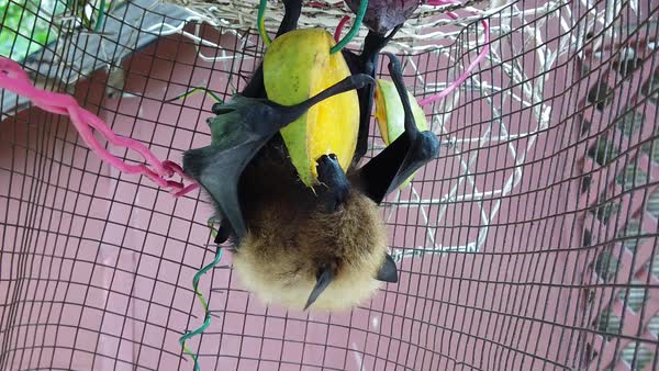 SLOW MOTION: flying fox of Seychelles eating mango fruit hanging upside ...