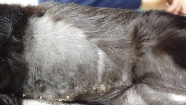 Veterinarian hands removing stitches from a surgical suture after a ...