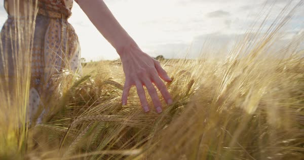 Close-up of woman's hand running through organic wheat field, steadicam ...