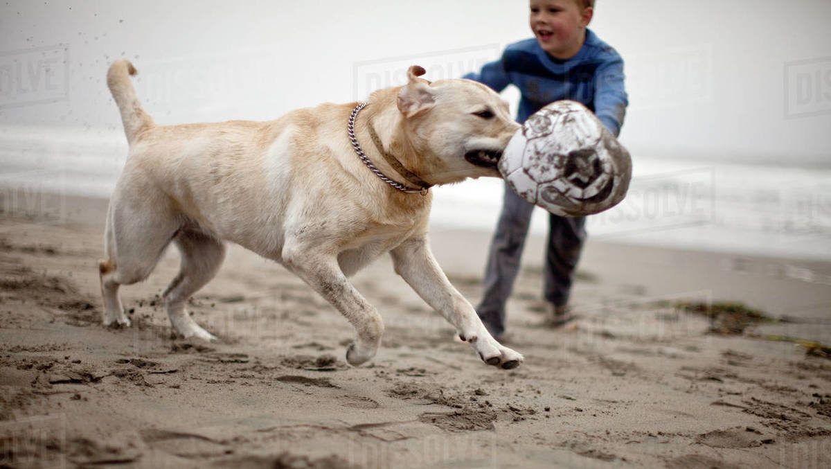 Small boy and his dog playing with soccer ball on beach. - Royalty-free ...