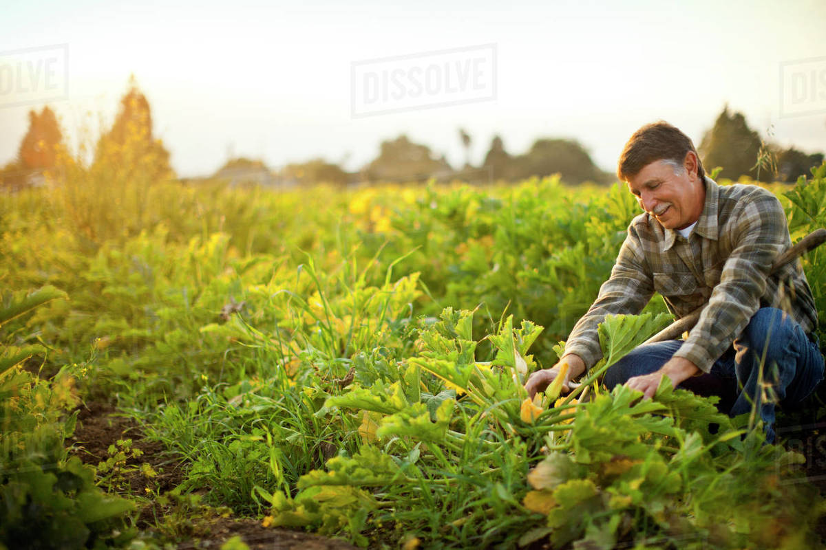 Farmer harvesting vegetables in a field of crops. - Royalty-free Stock ...