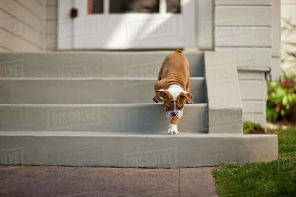 Dog walking down the front steps of his home. - Royalty-free Stock ...