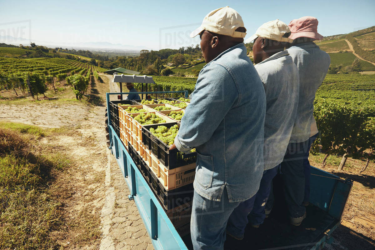 Grapes boxes being delivered from the vineyard to wine manufacturer on ...