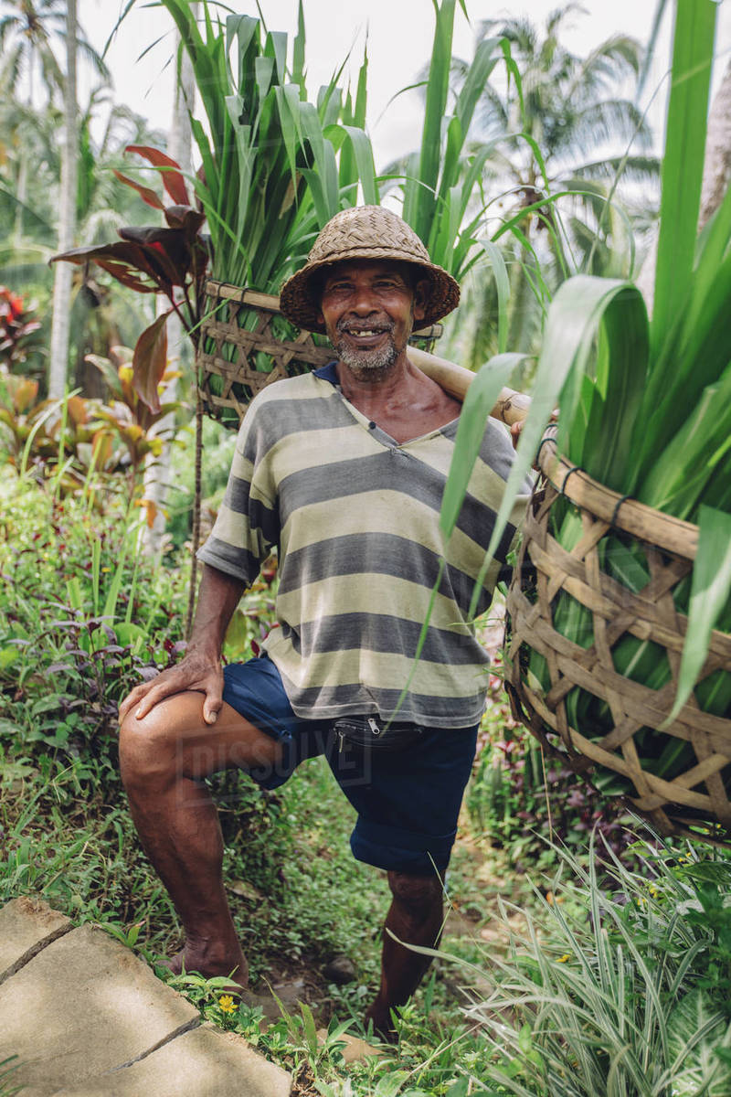 Full length shot of happy old man carrying seedlings on his shoulders ...