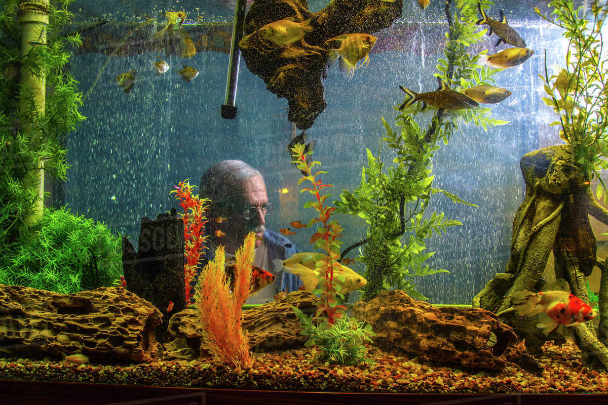 Pensive, man behind fish tank - Royalty-free Stock Photo | Dissolve