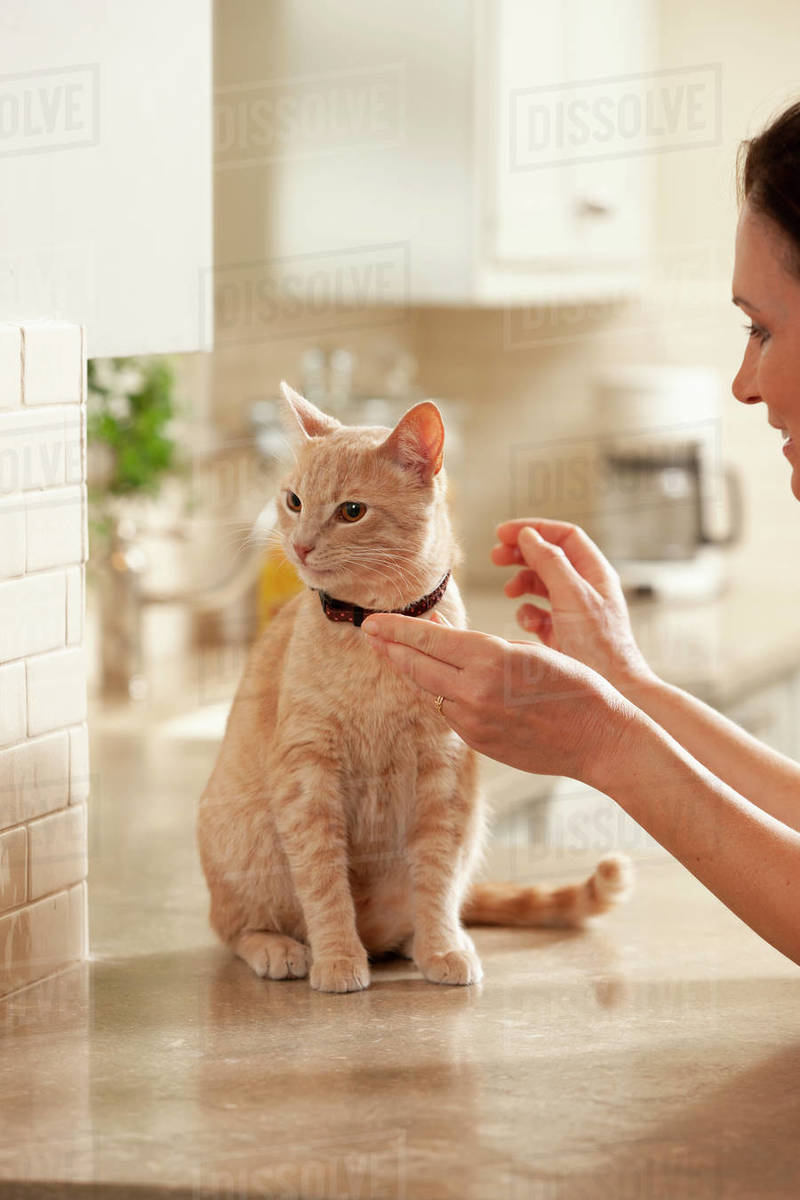 Middle aged Caucasian woman petting cat in the kitchen, cat sitting on ...