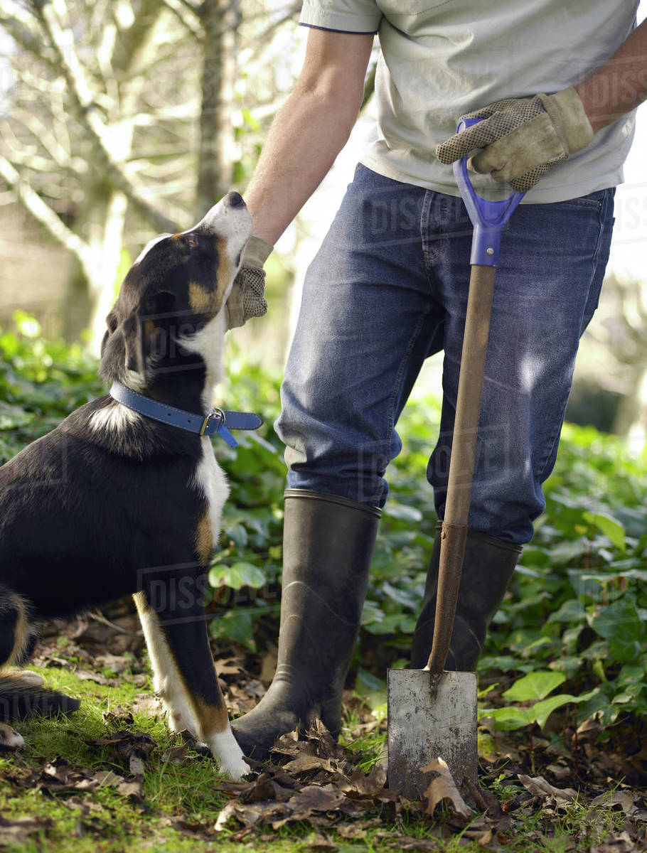 Man holding spade standing in garden and patting dog - Royalty-free ...