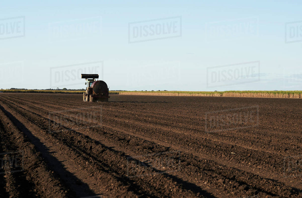 Tractor preparing rows of soil for the planting of young sugarcane ...