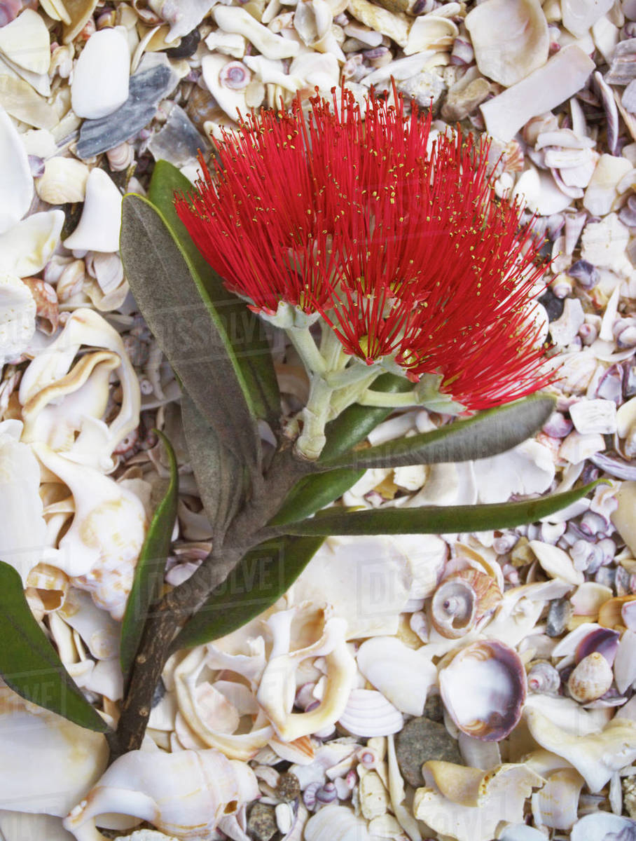Pohutakawa flower on bed of shells - Royalty-free Stock Photo | Dissolve
