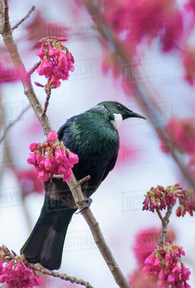 Tui sitting in cherry blossom tree - Royalty-free Stock Photo | Dissolve