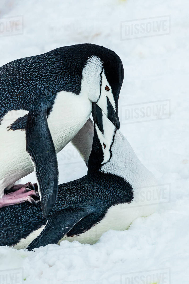 Chinstrap Penguins (Pygoscelis antarcticus) mating at Half Moon Island ...