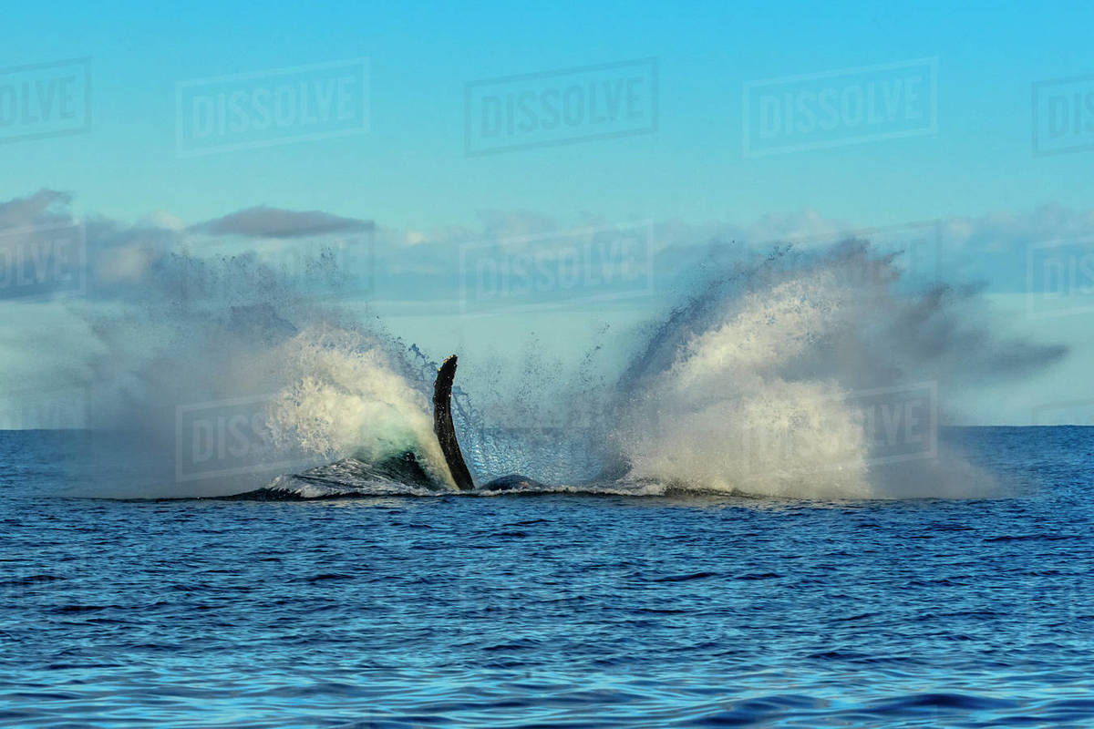 Big splash, Breaching Humpback Whale (Megaptera novaeangliae), Maui ...