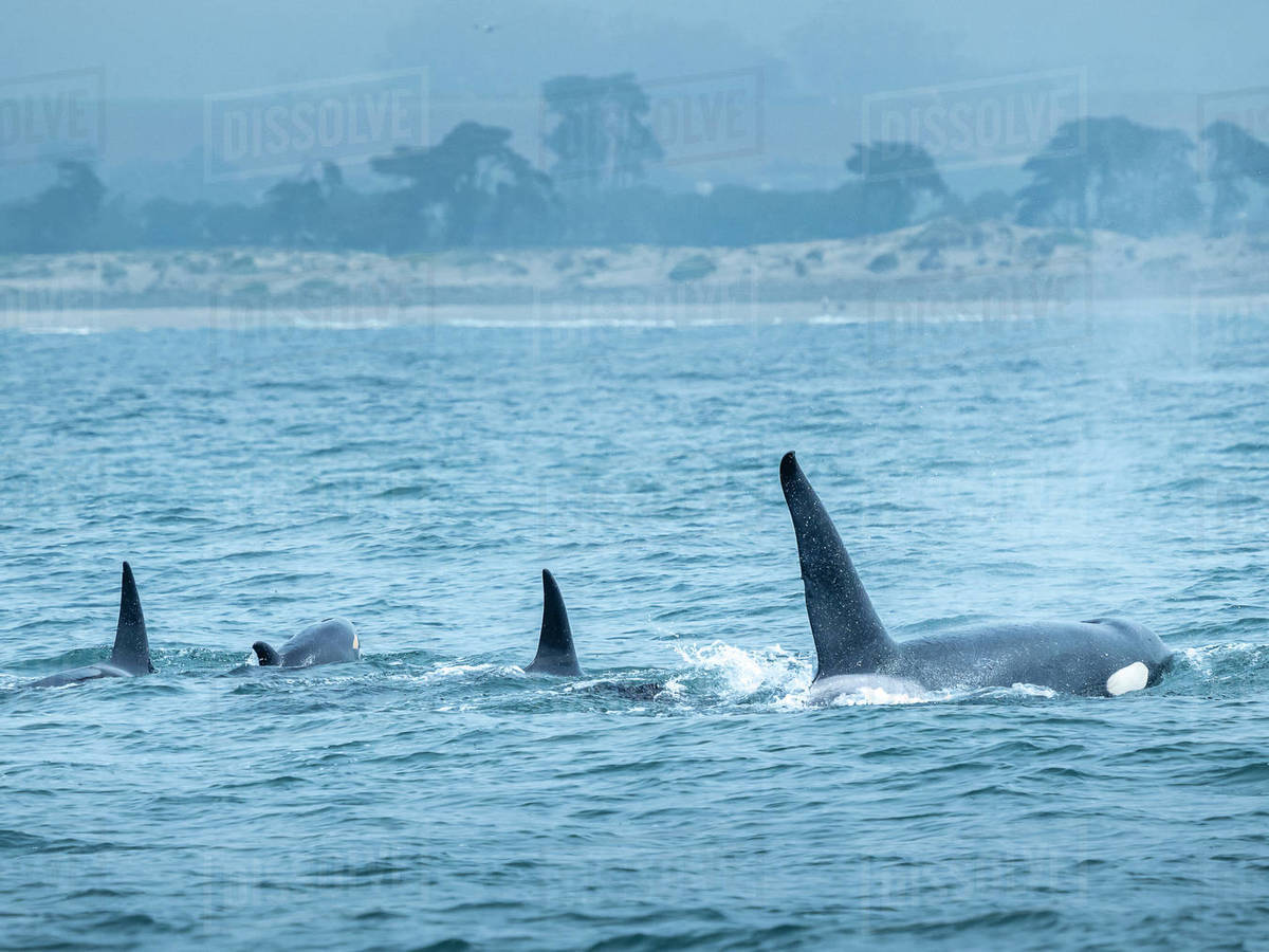 Orca family, Transient Killer Whales (Orcinus orca) hunting in Monterey ...