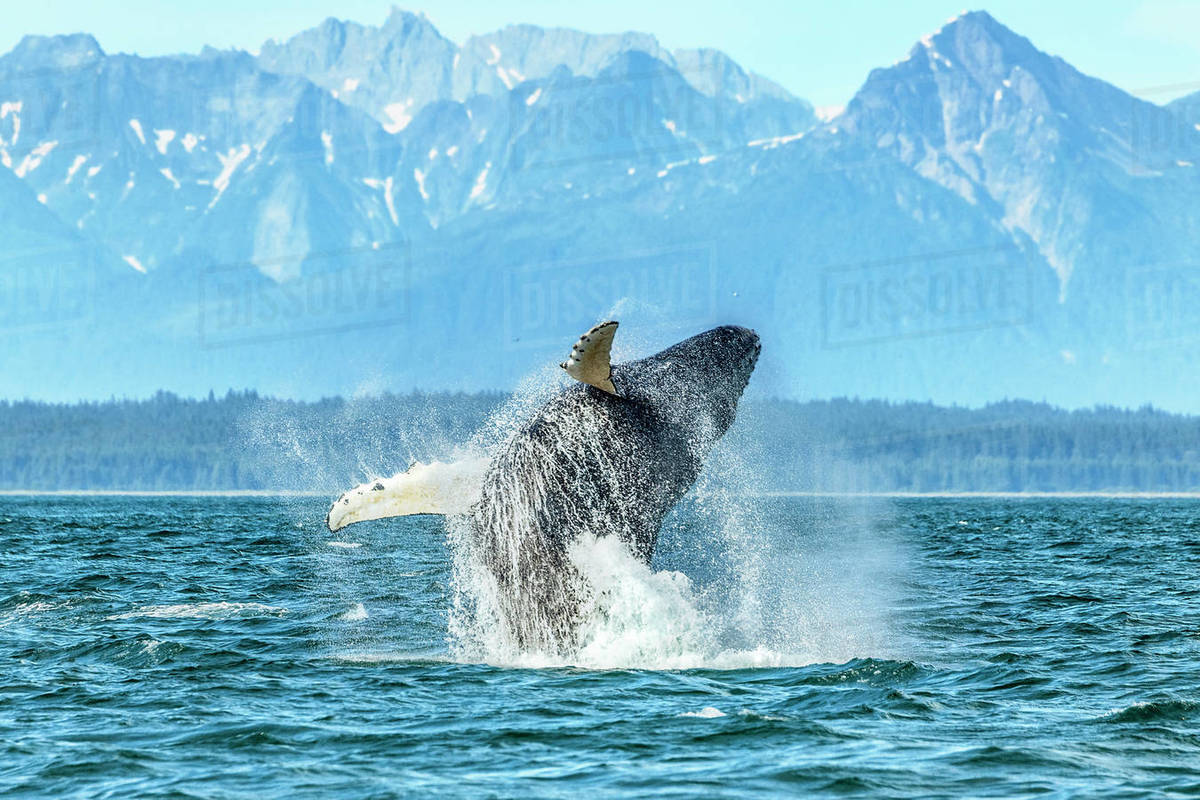 A large humpback whale breaches near Point Adolphus in Alaska ...
