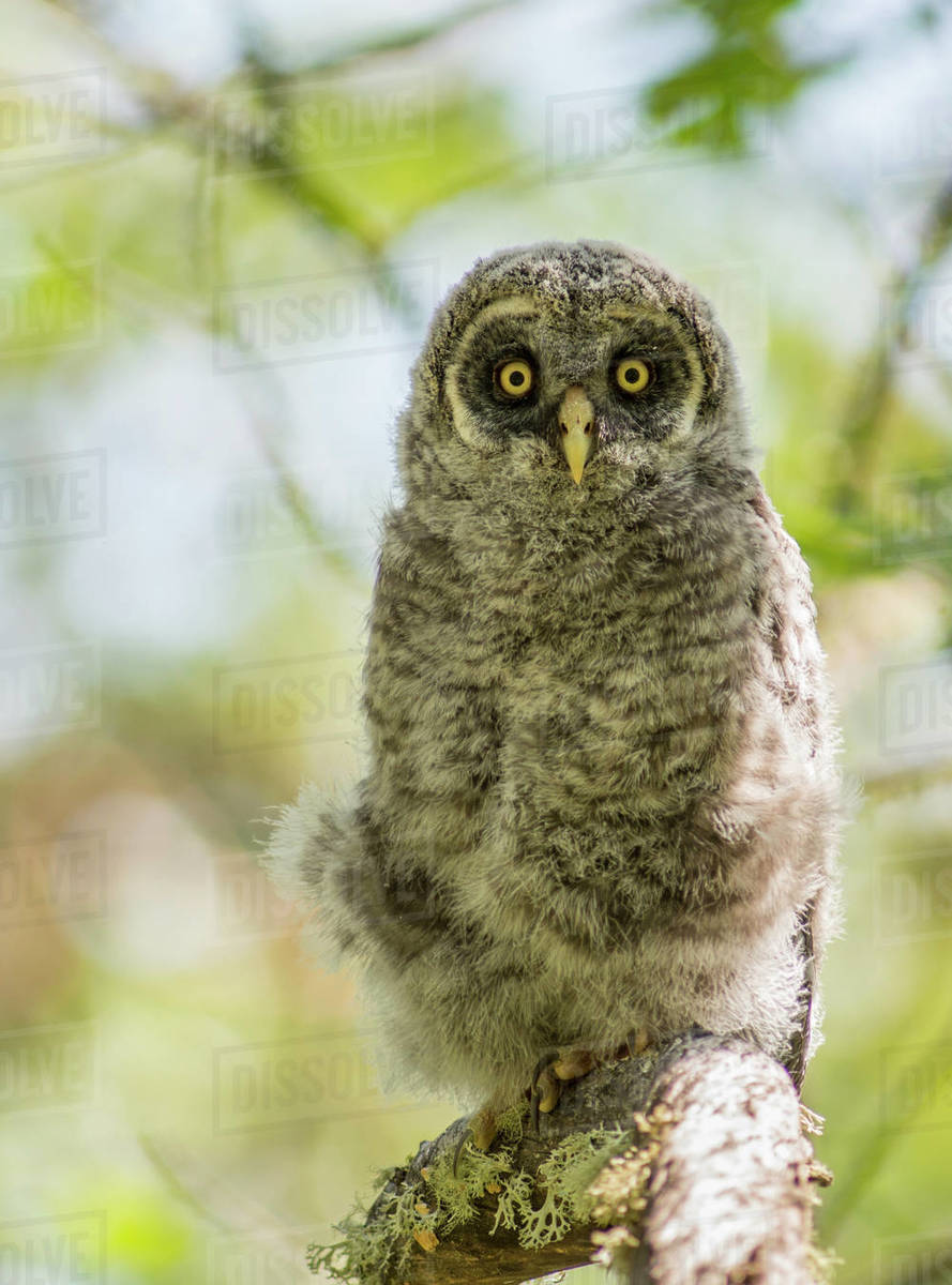 A great gray owl chick/owlet (Strix nebulosa) on a madrone branch in ...