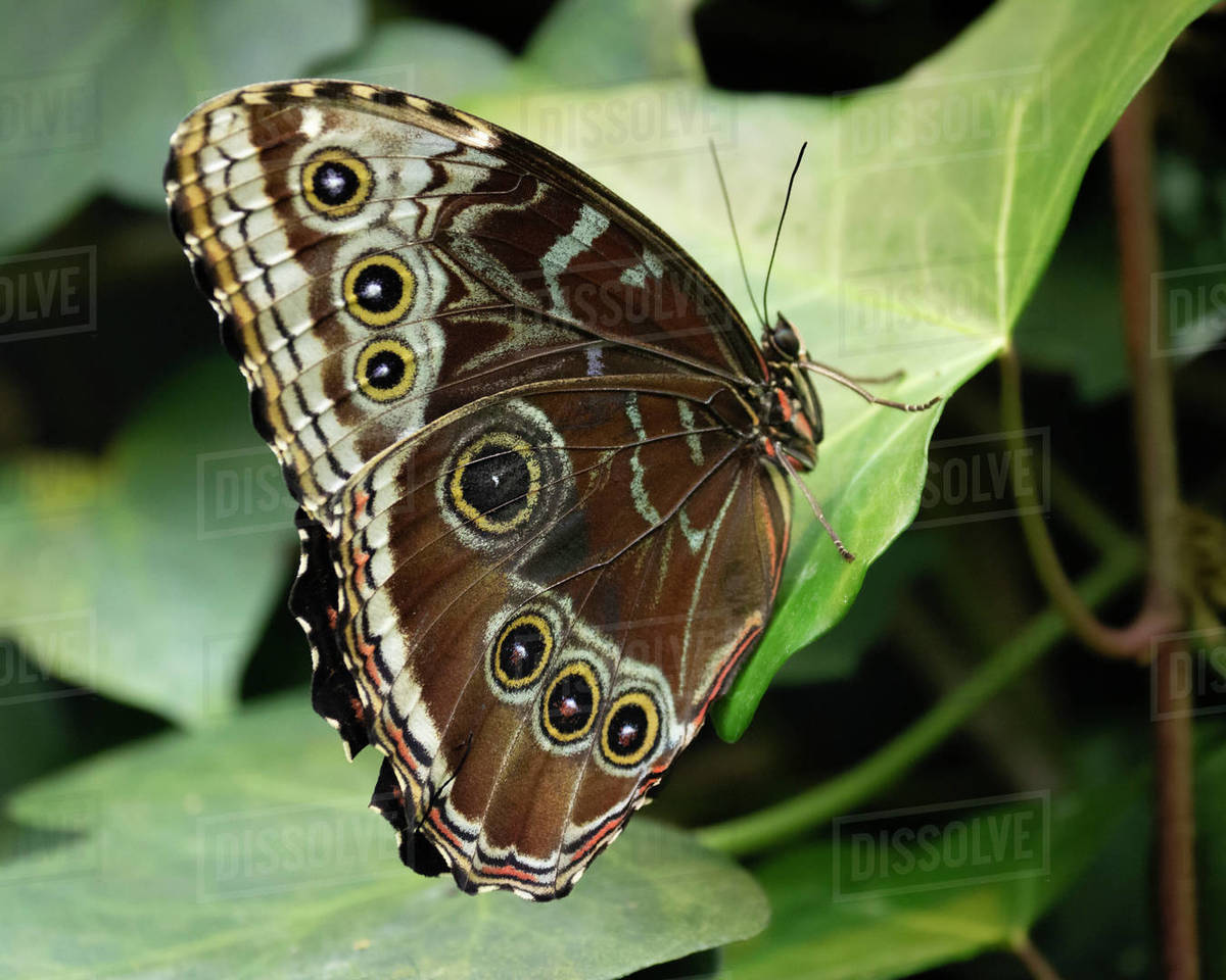 With its wings closed, the Blue Morpho Butterfly shows an incredible ...